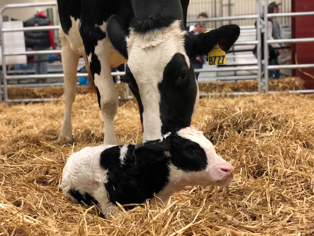 New ‘Destination Dairy’ Exhibit Hall Planned For 2020 Farm Show - LM ...
